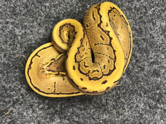 Fire Jigsaw Ball Python by Ectothermic Dungeon
