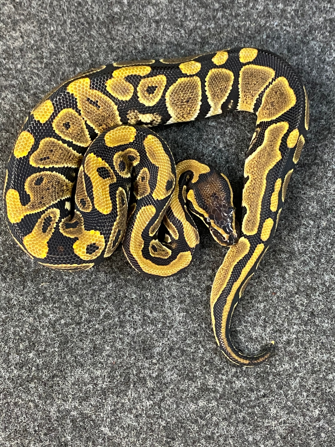 Het Lavender Albino Ph SK Axanthic Ball Python by Ectothermic Dungeon - MorphMarket