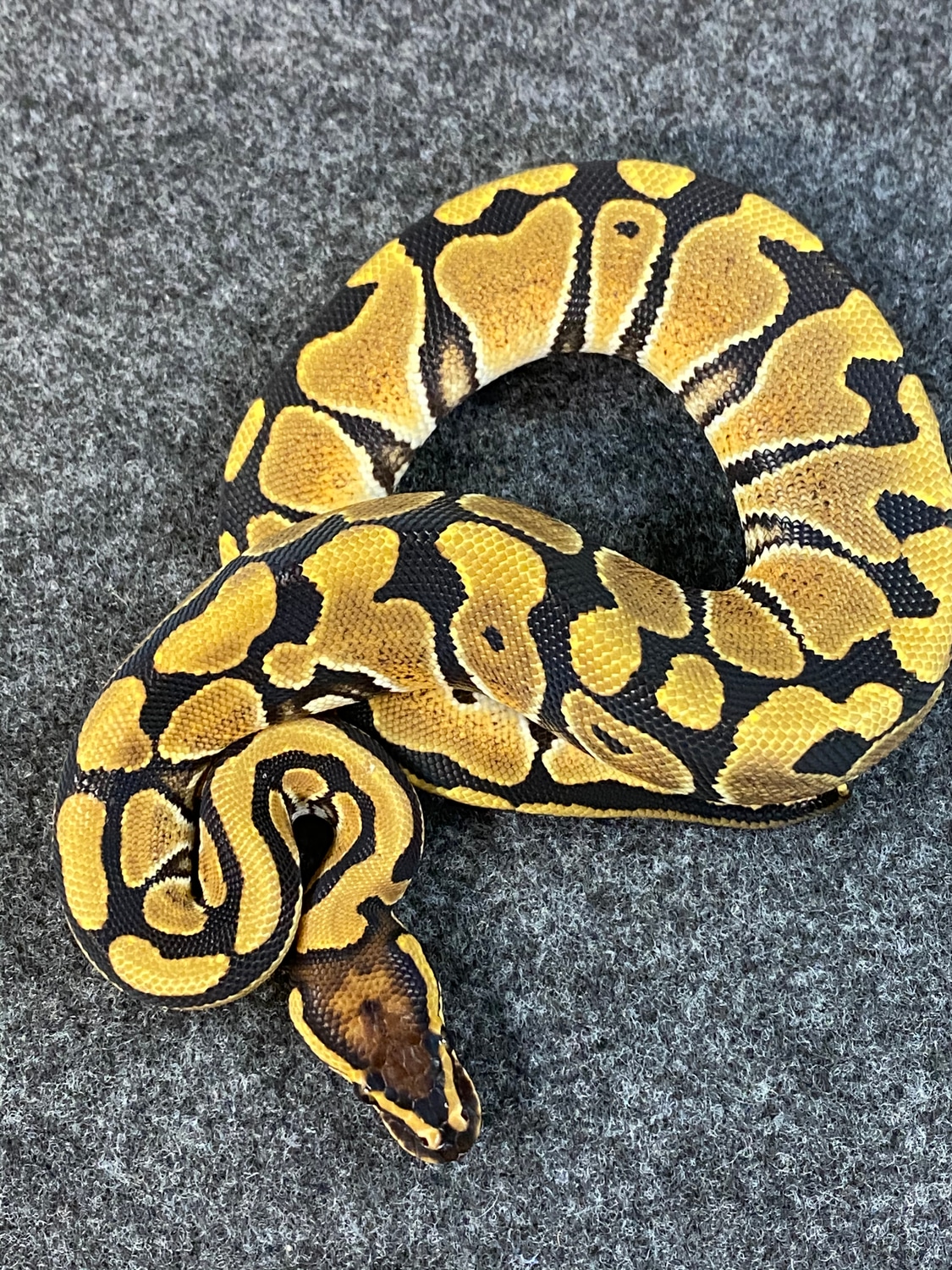 Double Het Lavender Albino/Clown Ph SK Axanthic Ball Python by ...