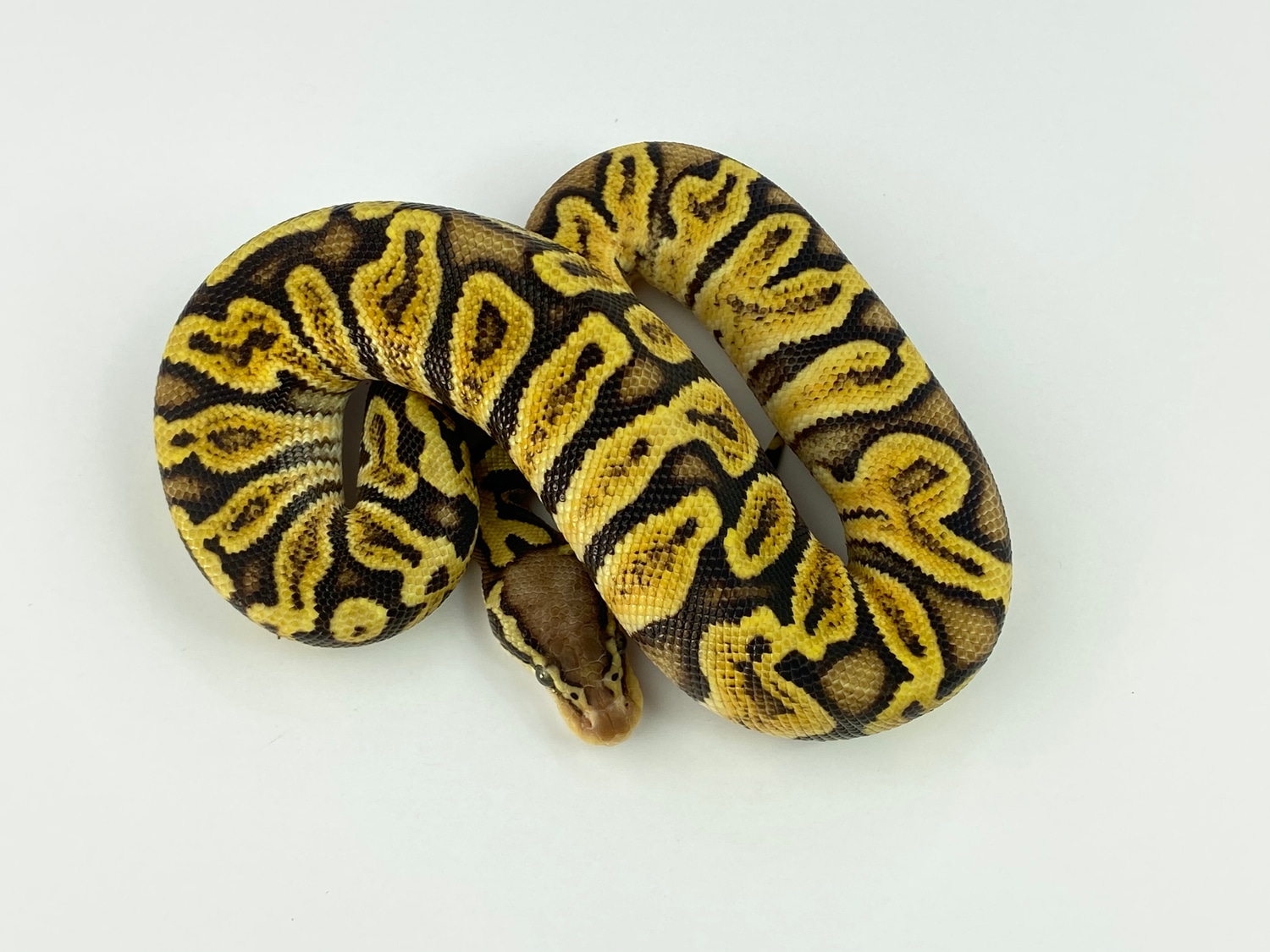 Pastel GHI Het Lavender Albino PH SK Axa Ball Python by Ectothermic ...