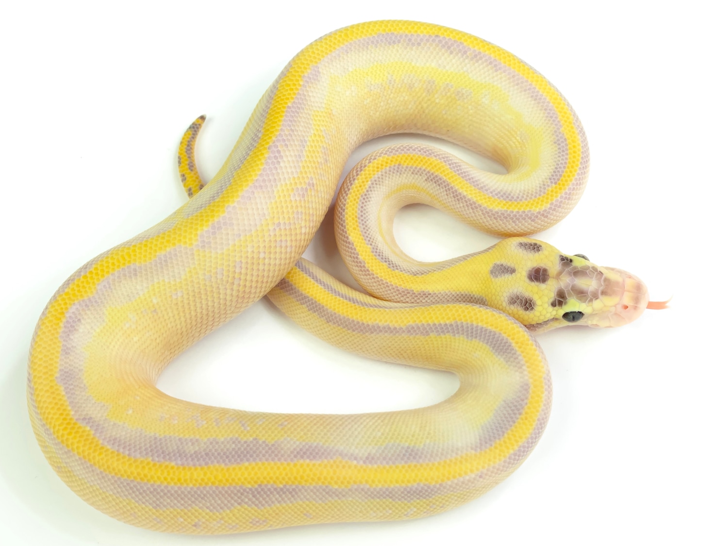 (Minnie 2.0) Pastel Enchi Leopard Ivory Ph Pied Ball Python by ...