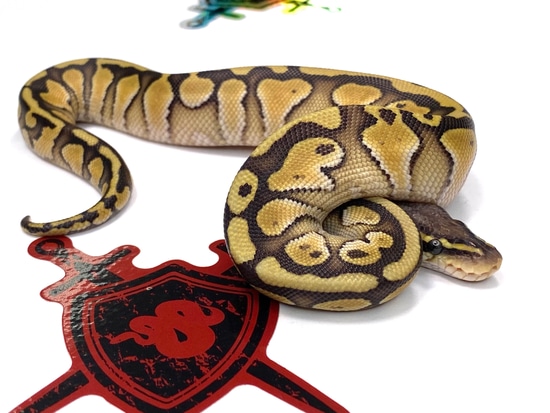 Pastel Lesser Poss. YB 100% Het TSK Axanthic Ball Python by Ectothermic Dungeon