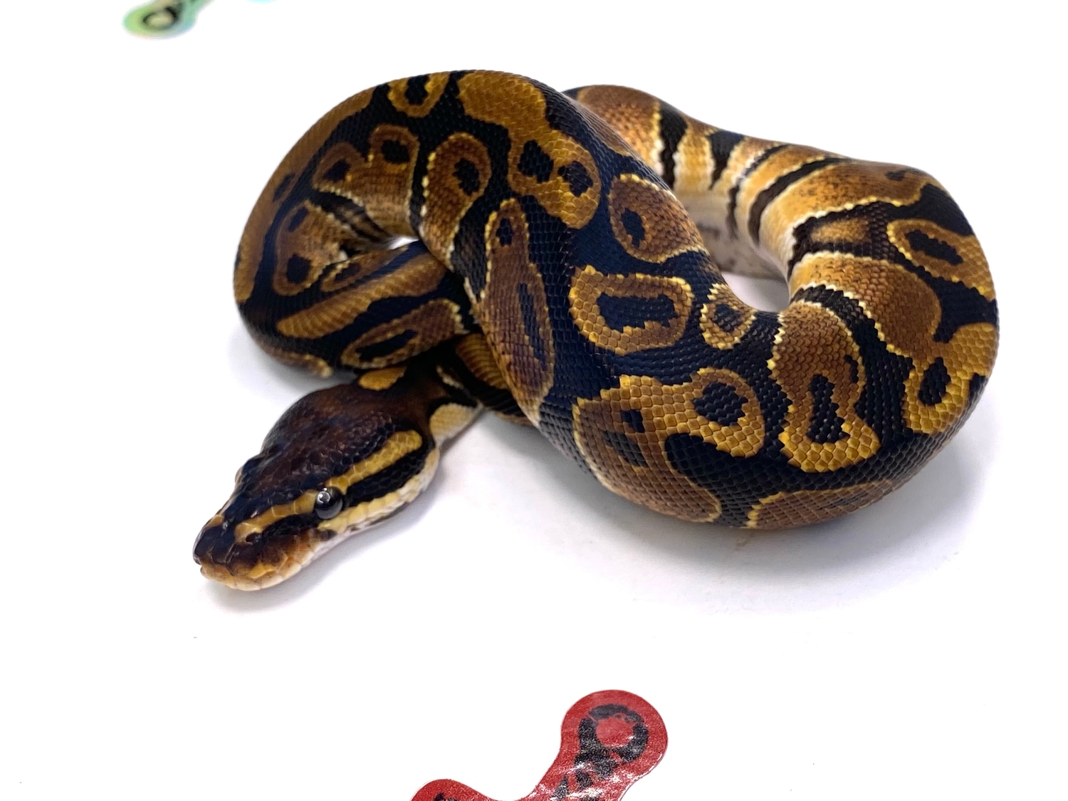 Het TSK Axanthic Ball Python by Ectothermic Dungeon - MorphMarket