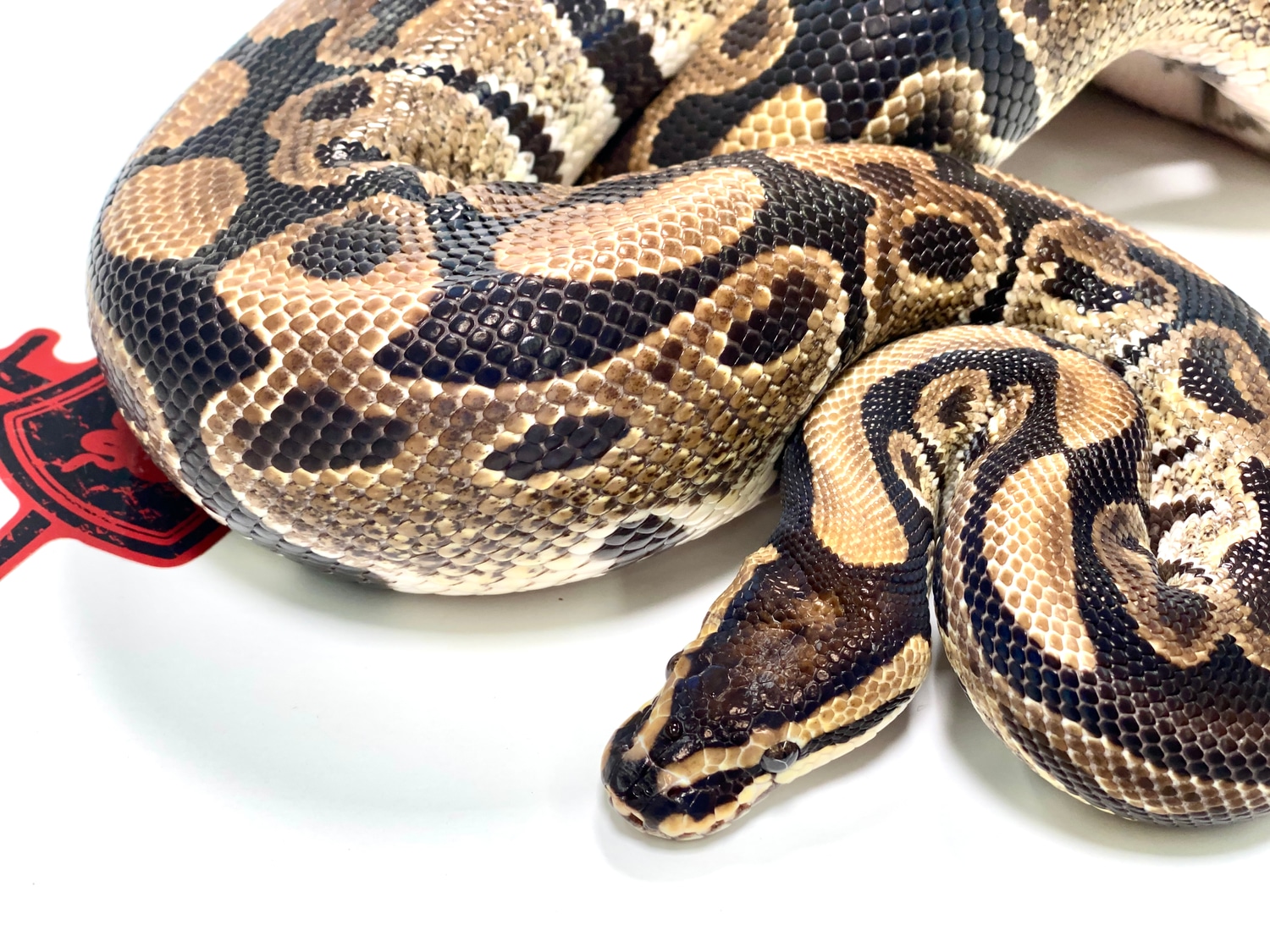 Spotnose Ball Python by Ectothermic Dungeon - MorphMarket