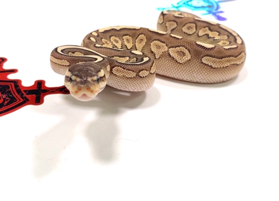Black Pastel Lesser Poss Yb Het TSK Axanthic Ball Python by Ectothermic Dungeon