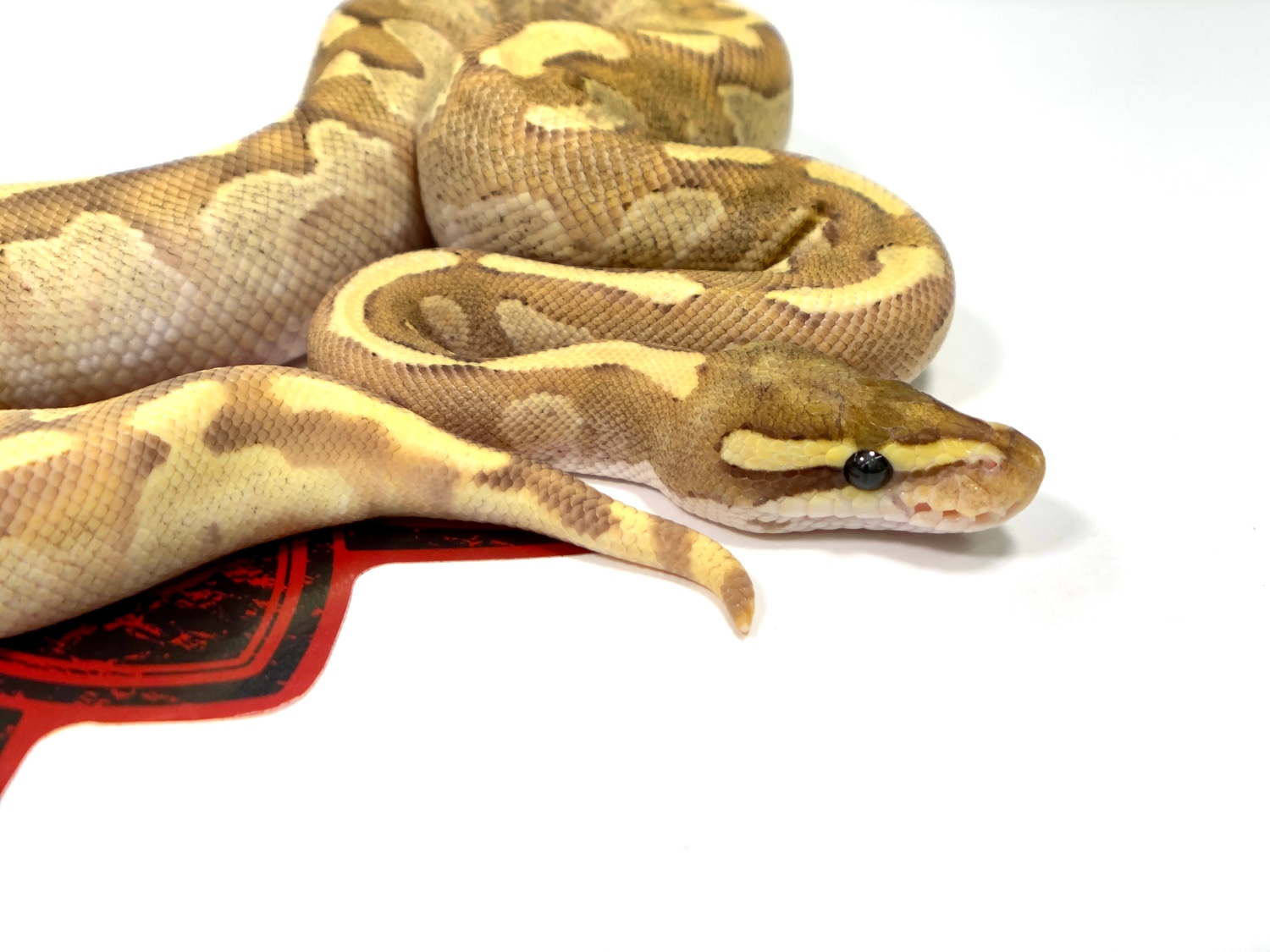 Mojave Enchi Fire YB McKenzie Ball Python by Ectothermic Dungeon ...