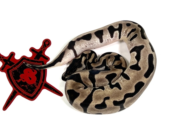 Enchi Leopard TSK Axanthic Ball Python by Ectothermic Dungeon