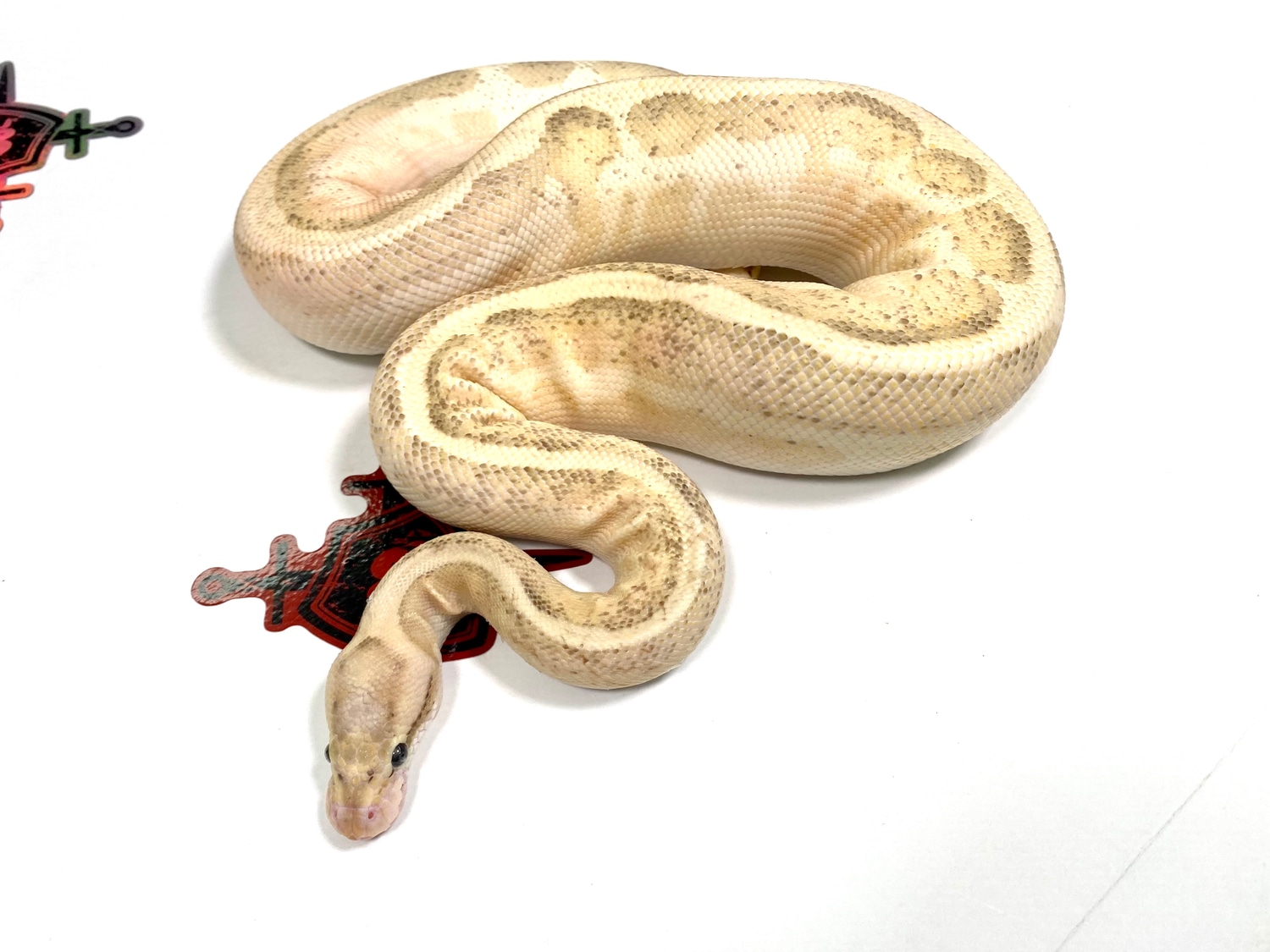 Black Pastel Leopard Ivory Poss McKenzie And Fire Ball Python by ...