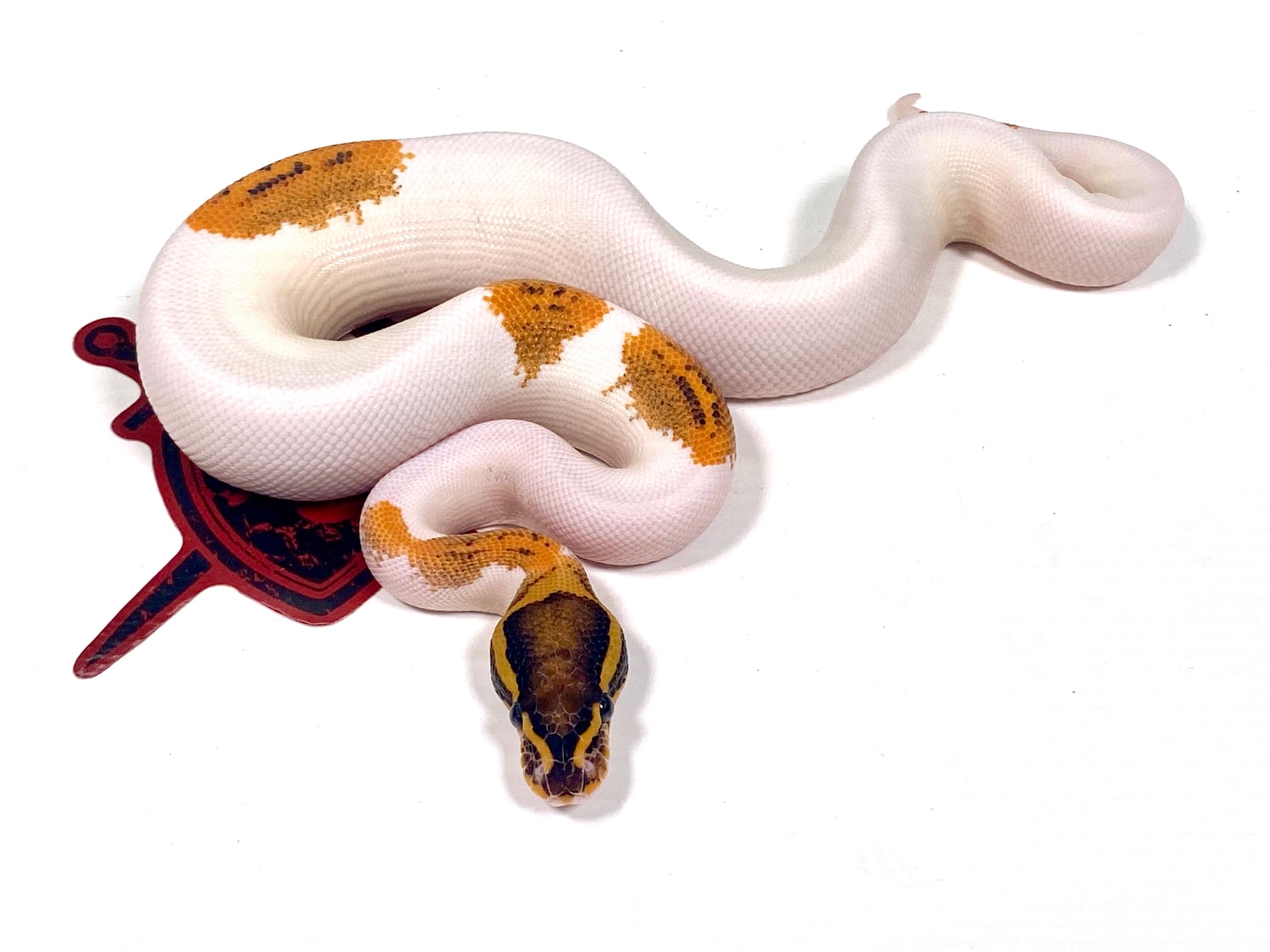 Freeway Pied Ball Python by Ectothermic Dungeon - MorphMarket