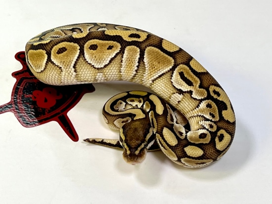 Lesser Het TSK Axanthic Ball Python by Ectothermic Dungeon