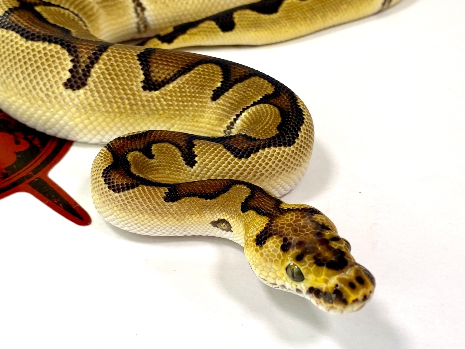 Enchi Clown Pos Fire Ball Python by Ectothermic Dungeon - MorphMarket