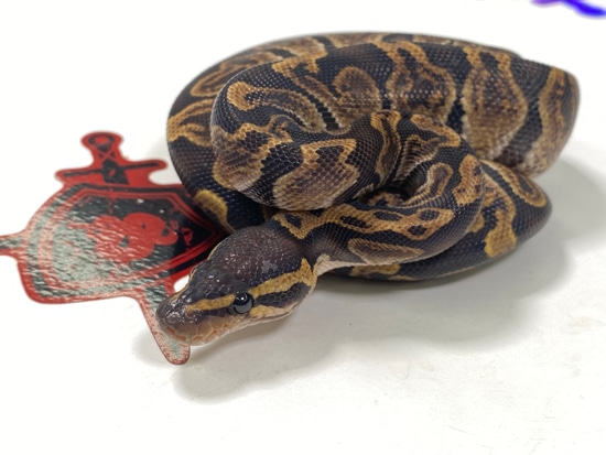 GHI 66% Het Axanthic (Tsk) Ball Python by Ectothermic Dungeon