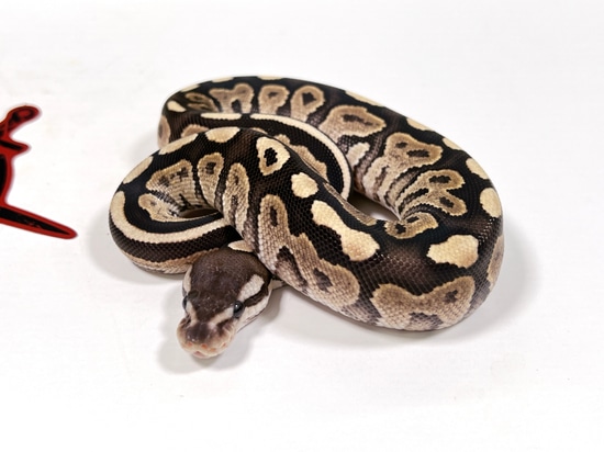 Black Pastel Fire 100% Het TSK Axanthic Ball Python by Ectothermic Dungeon