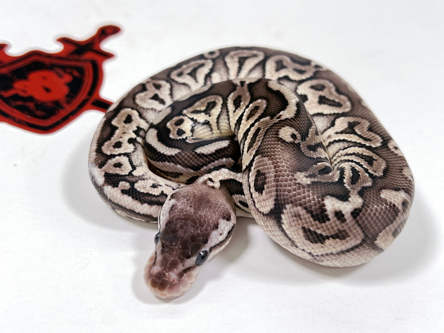Black Pewter 100% Het TSK Axanthic Ball Python by Ectothermic Dungeon ...