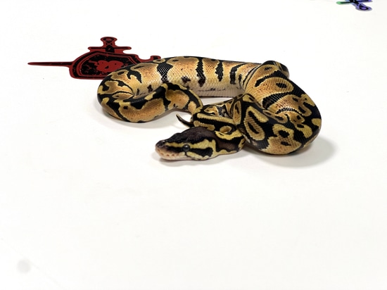 Pastel 100% Het TSK Axanthic Ball Python by Ectothermic Dungeon