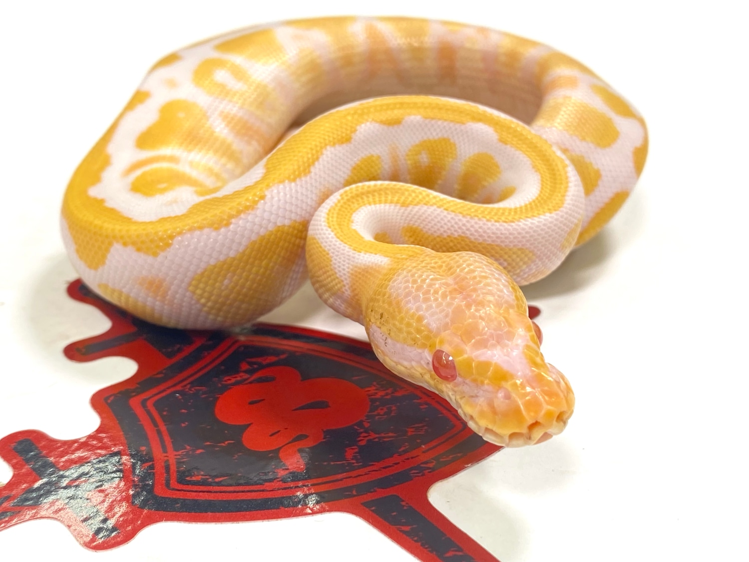 Enchi Mahogany Albino Ball Python by Ectothermic Dungeon - MorphMarket