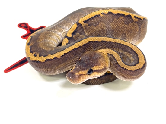 Chocolate GHI Pin PH DG Ball Python by Ectothermic Dungeon