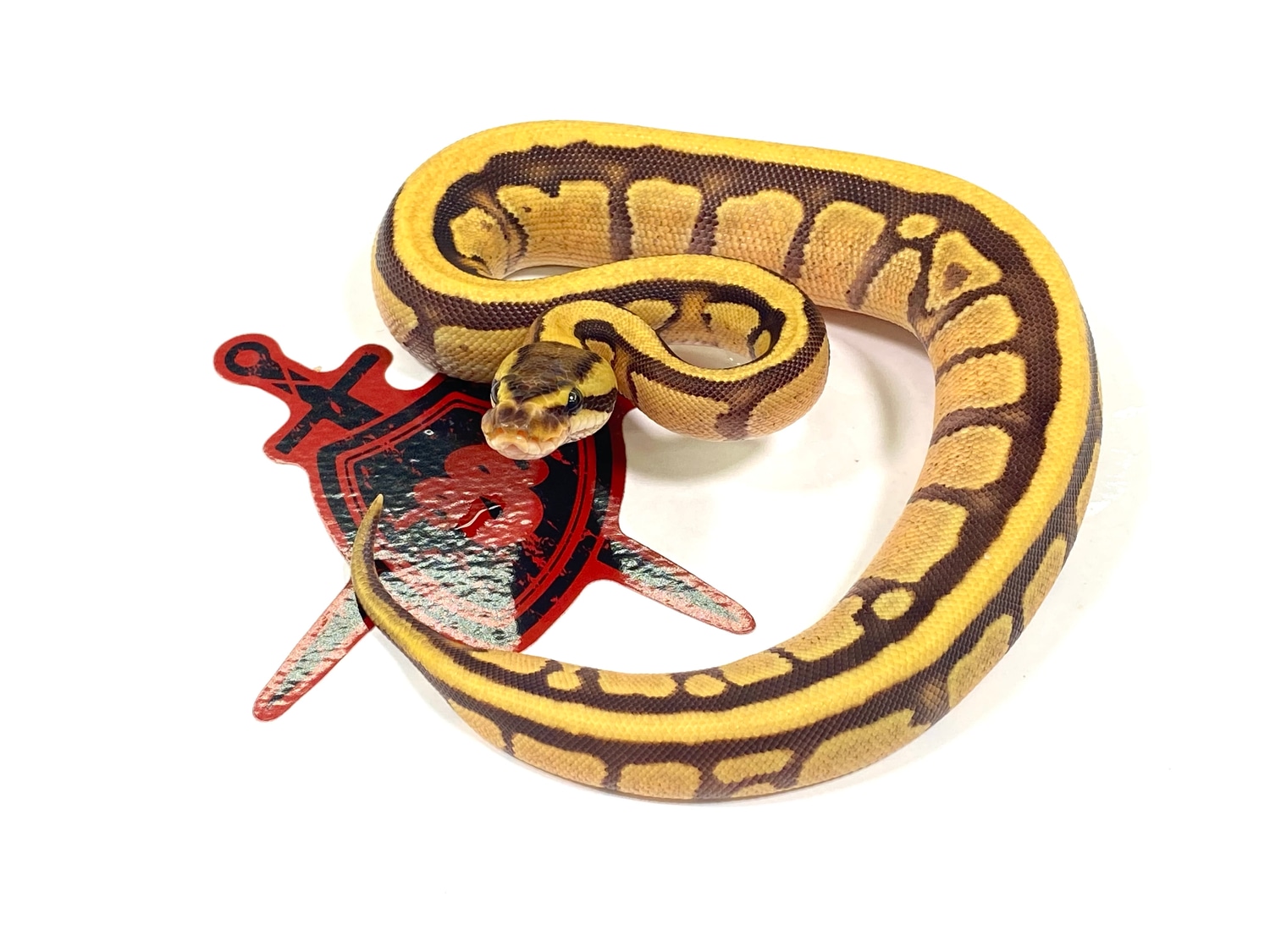 Enchi Fire Xtreme 100% Het Tri-stripe Ball Python by Ectothermic ...