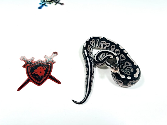 Black Pastel Fire TSK Axanthic Ball Python by Ectothermic Dungeon