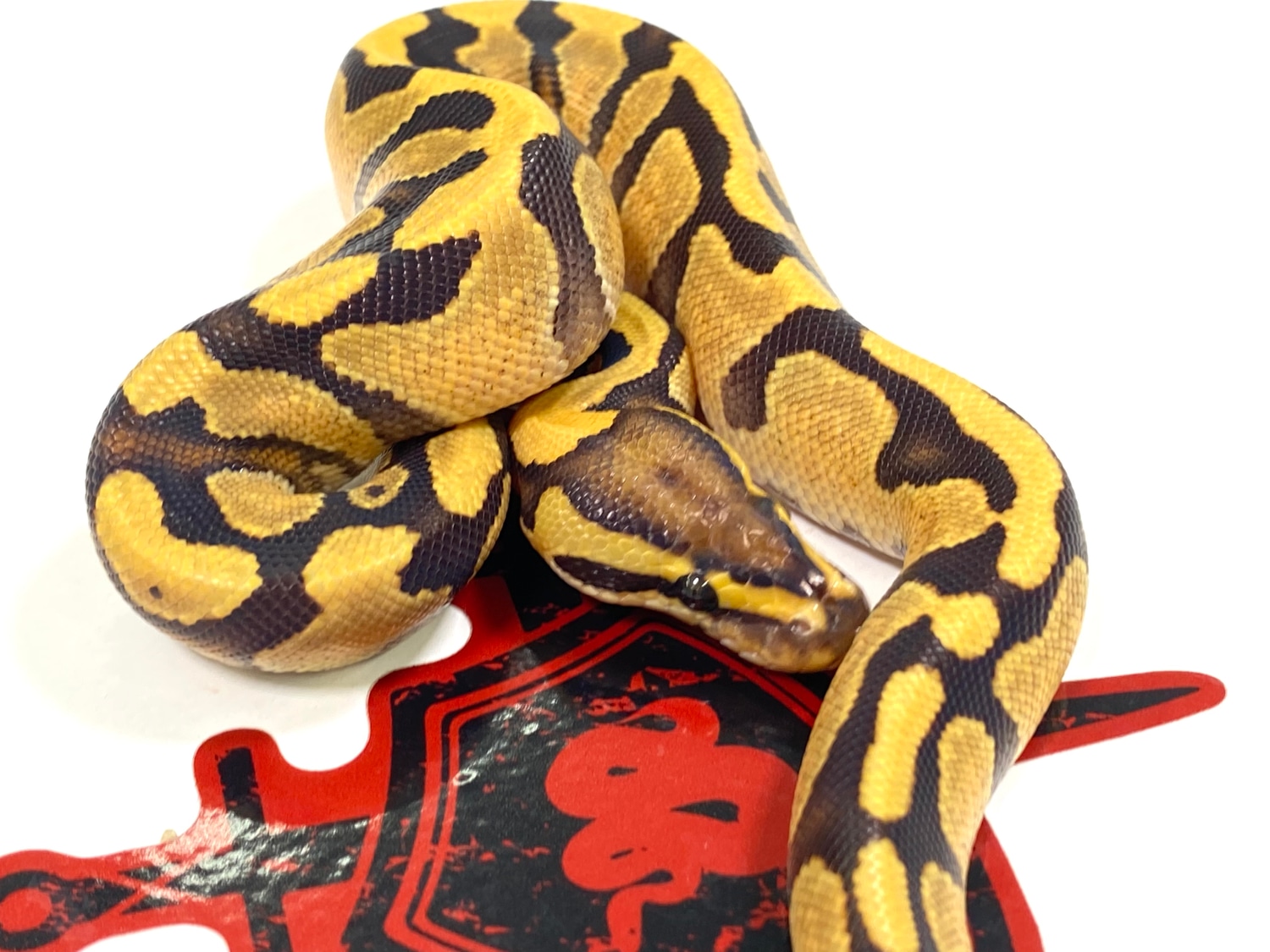 Enchi Fire DH Hypo Desert Ghost Ball Python by Ectothermic Dungeon ...