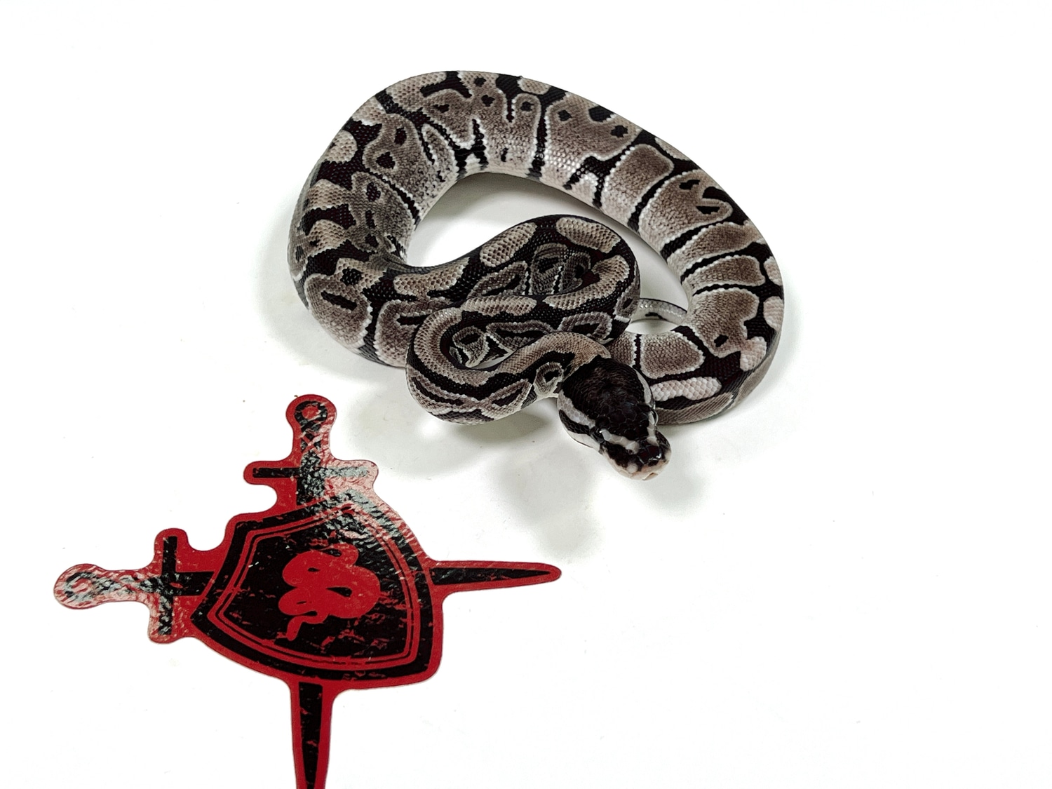 TSK Axanthic Ball Python by Ectothermic Dungeon - MorphMarket