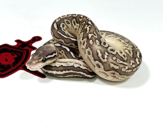 Black Pewter Lesser Mahogany Yellowbelly 100% Het Albino Ball Python by ...