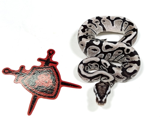 Fire TSK Axanthic Ball Python by Ectothermic Dungeon