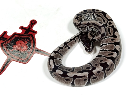 TSK Axanthic Ball Python by Ectothermic Dungeon
