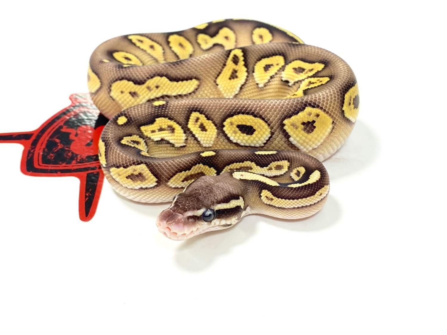 Blackhead Lesser Red Gene Pastel Joppa Ball Python by Ectothermic ...