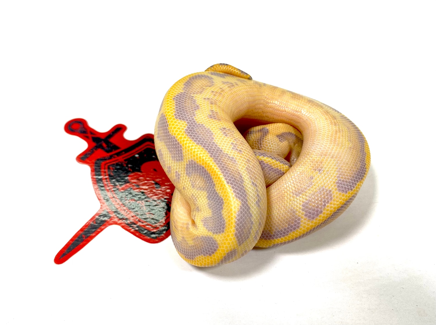 Pastel Enchi Leopard Ivory 100% Het Pied Ball Python by Ectothermic ...