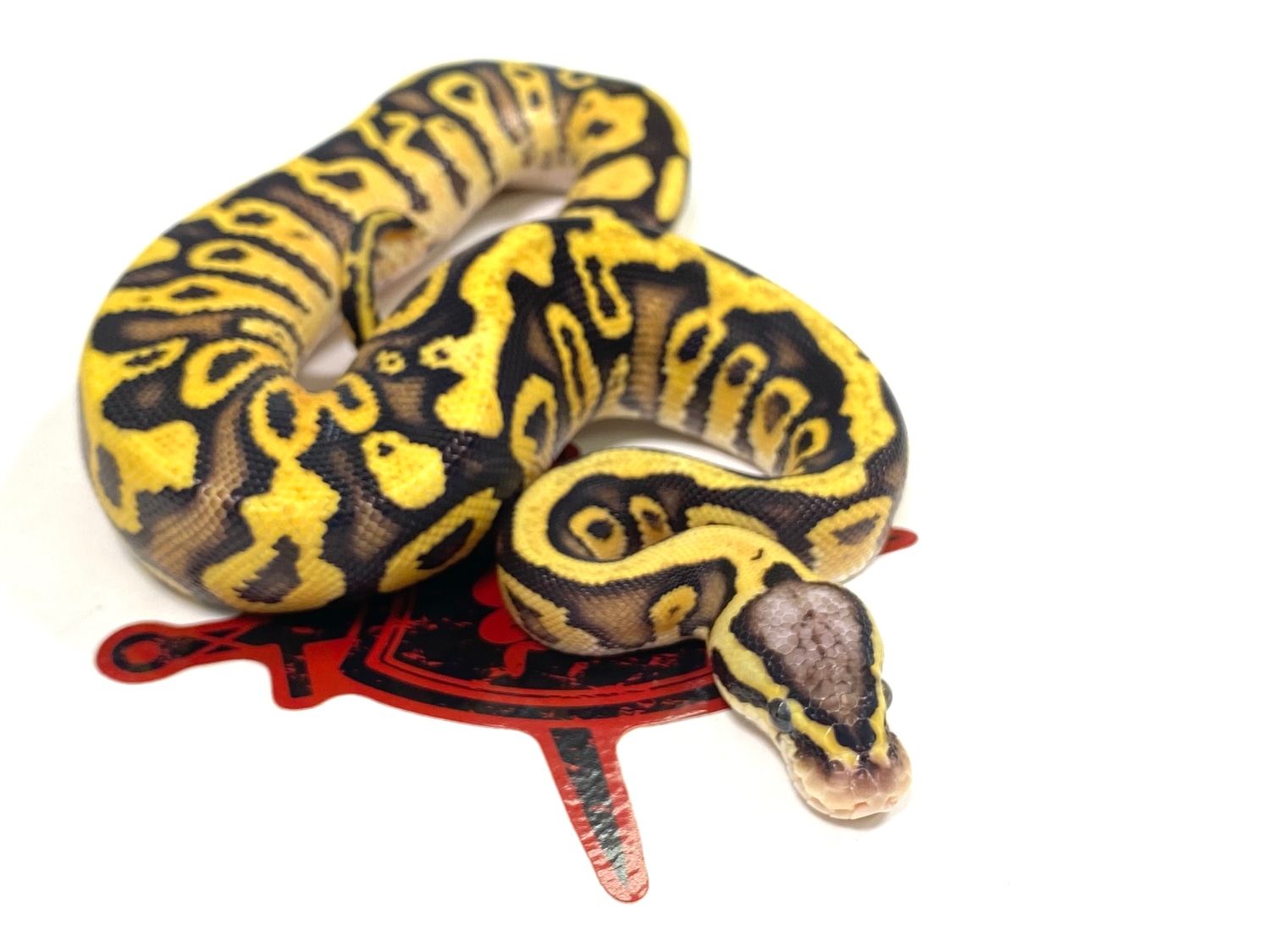 Pastel Yellowbelly Zuwadi 66% Het Clown Ball Python by Ectothermic ...