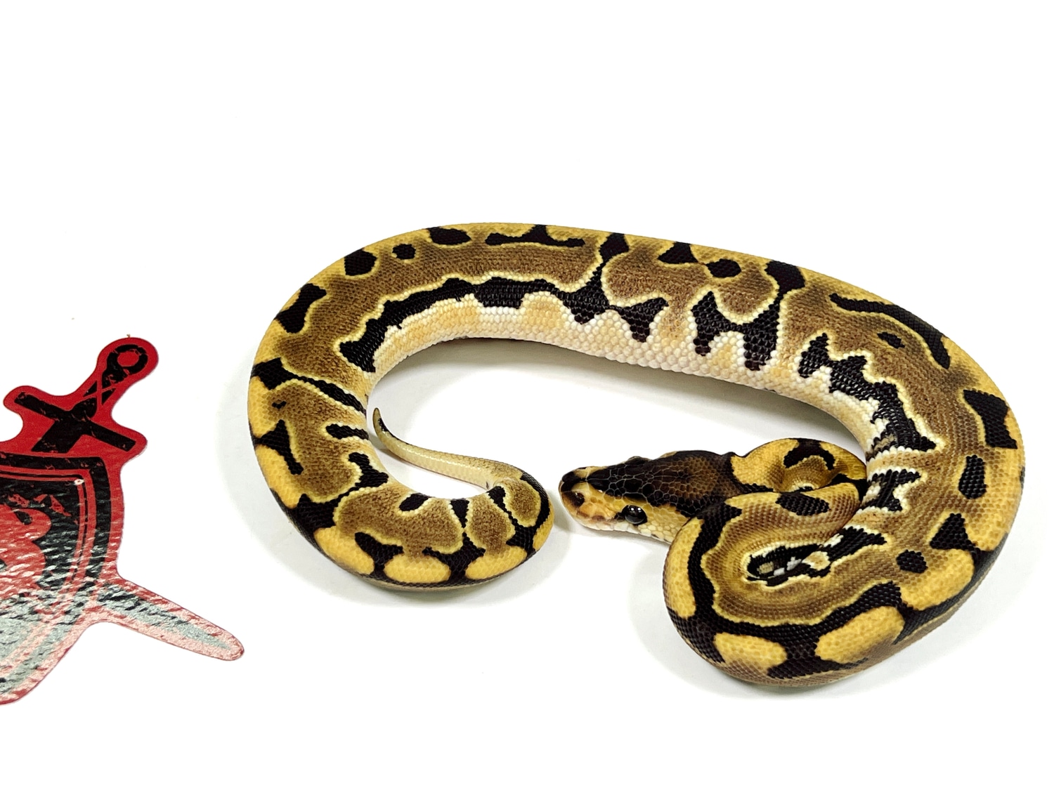 Puzzle Ball Python by Ectothermic Dungeon - MorphMarket