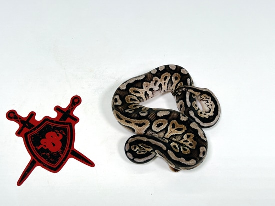 Black Pewter Hidden Gene Woma 100% Het TSK Axanthic Ball Python by ...