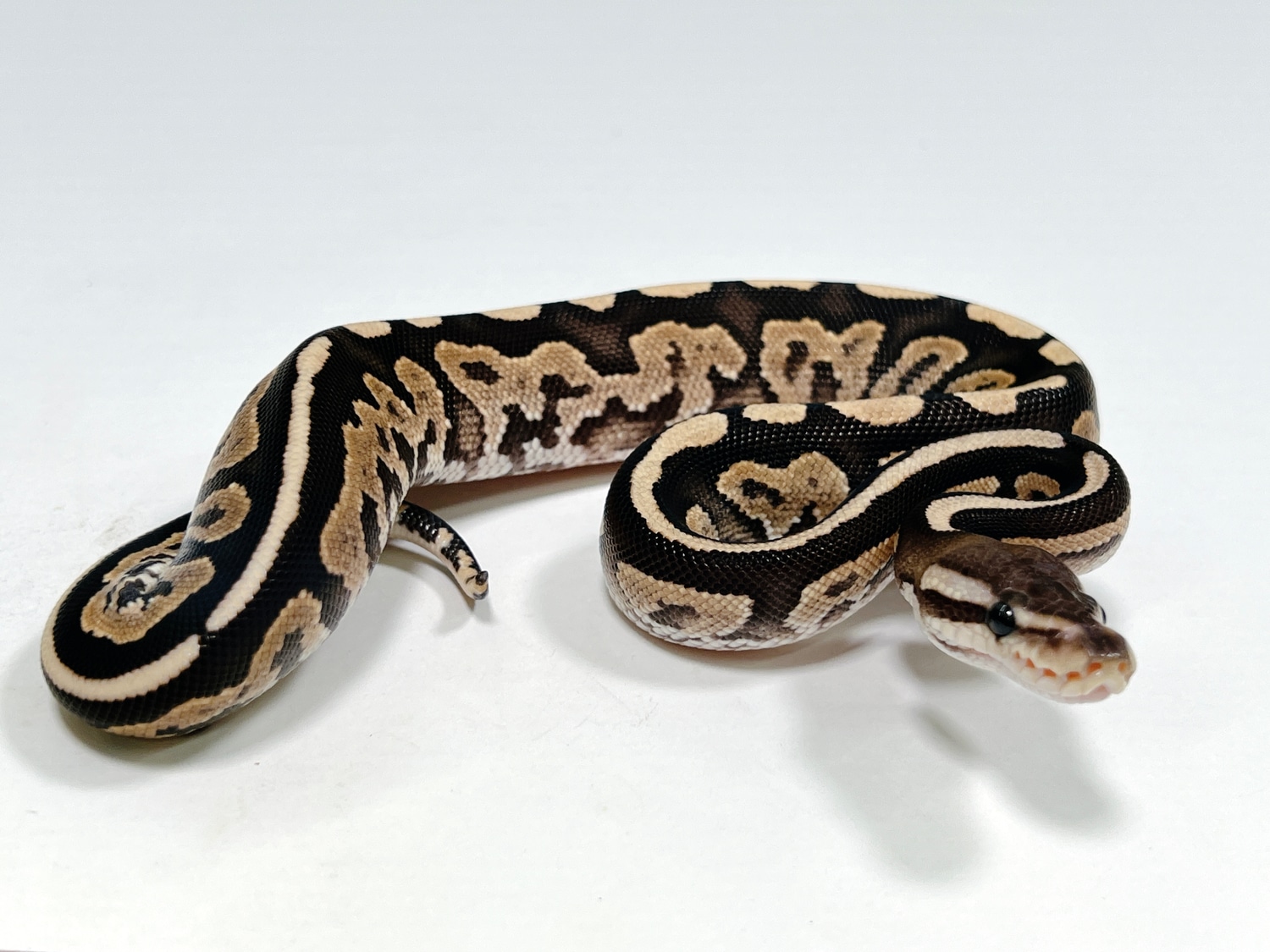 Black Pastel Fire Yellowbelly 100% Het TSK Axanthic Ball Python by Ectothermic Dungeon - MorphMarket