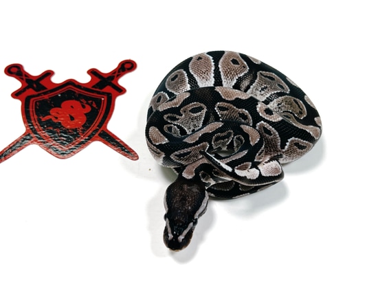TSK Axanthic Ball Python by Ectothermic Dungeon