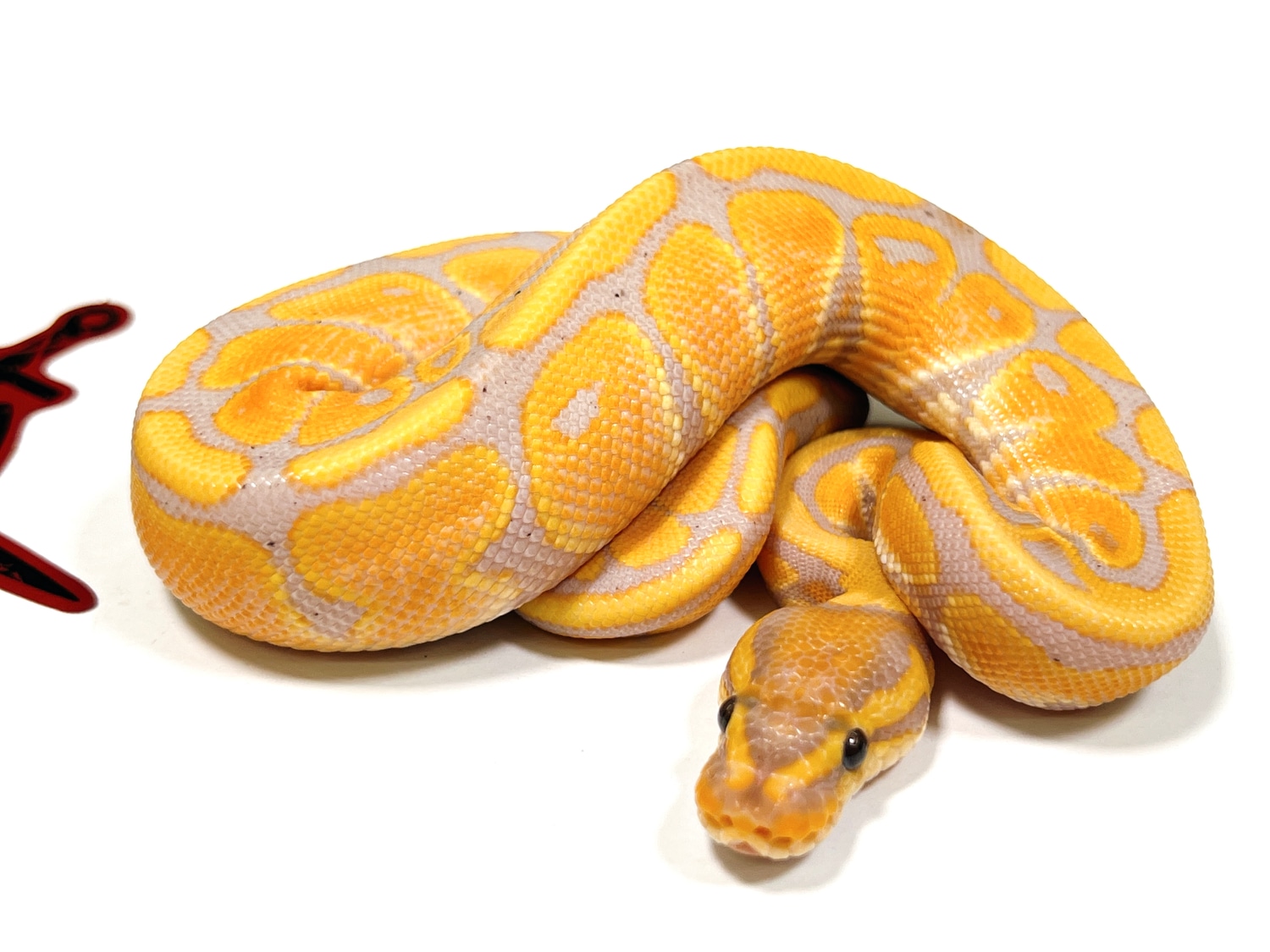 Banana 66% Het Puzzle Ball Python by Ectothermic Dungeon - MorphMarket