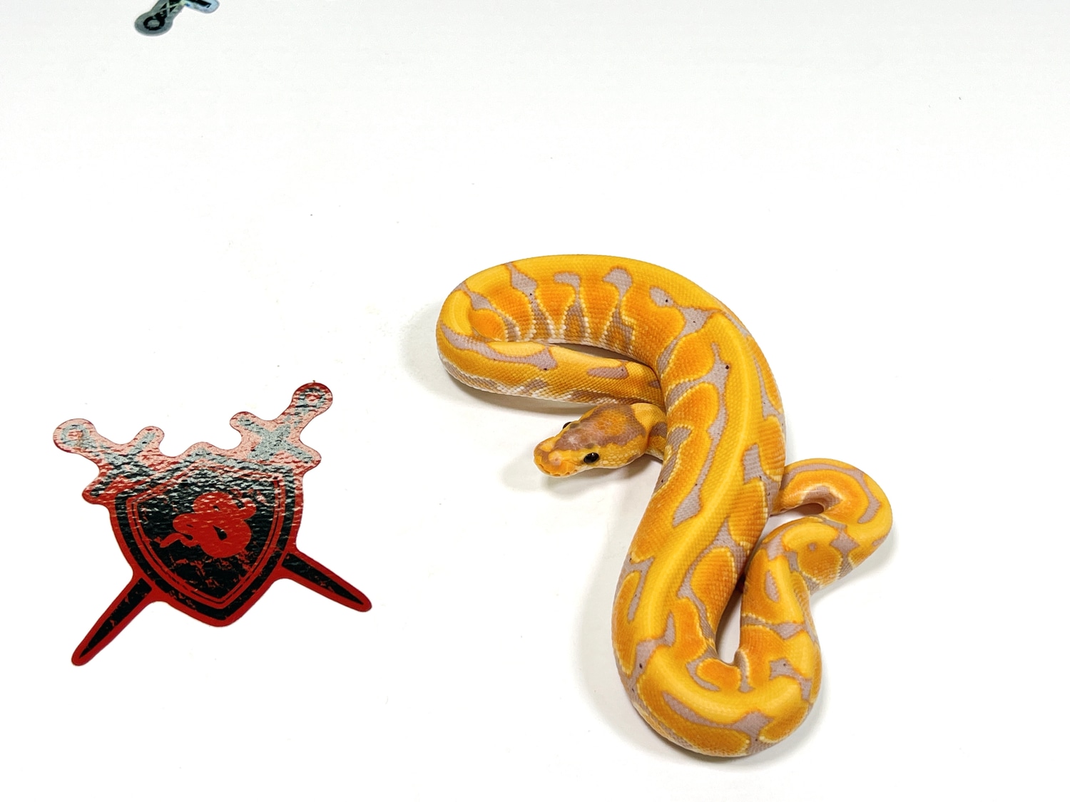 Banana Puzzle Ball Python by Ectothermic Dungeon - MorphMarket