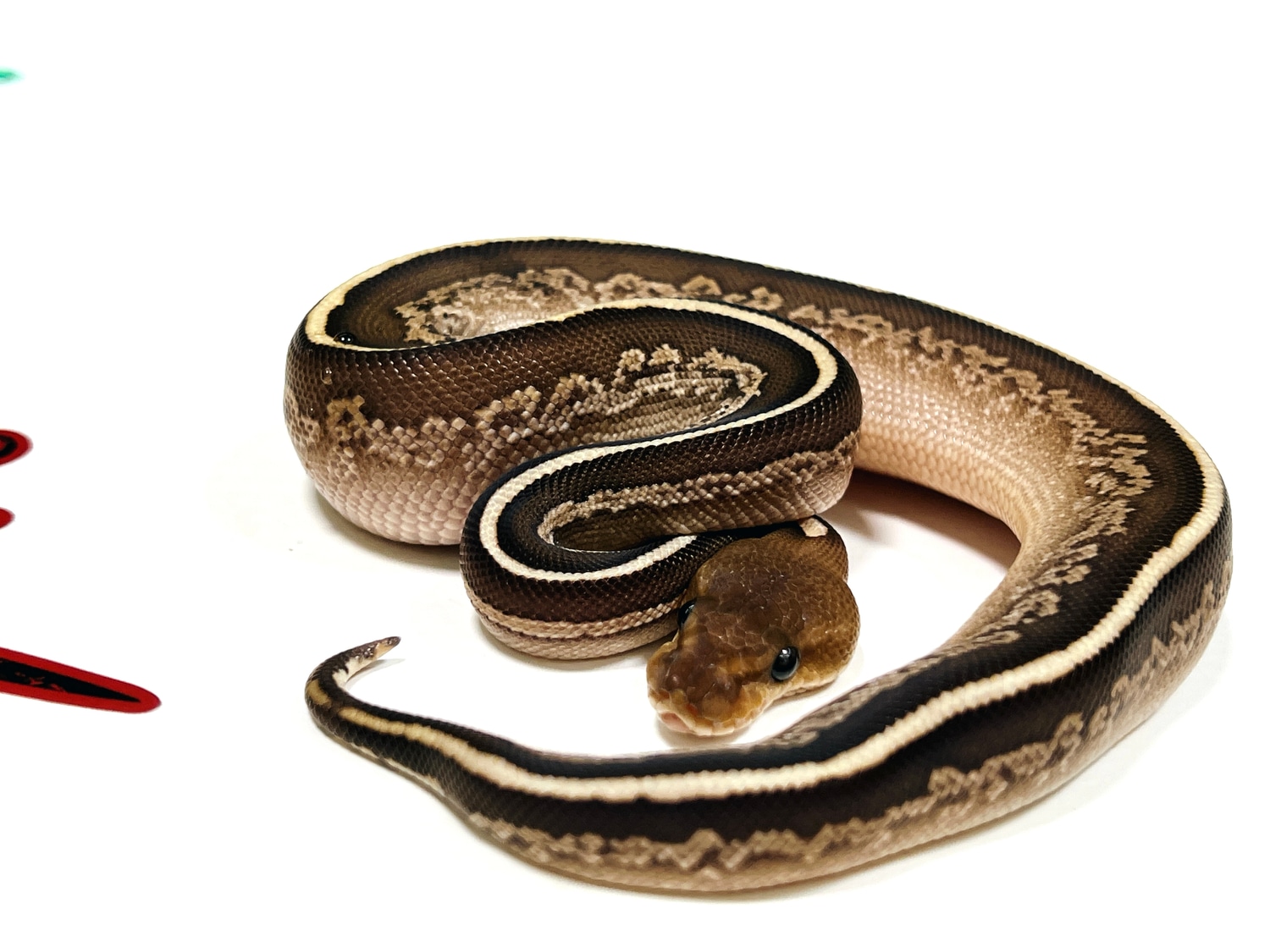 Black Pastel Lesser Mahogany 100% Het Albino Ball Python by Ectothermic ...