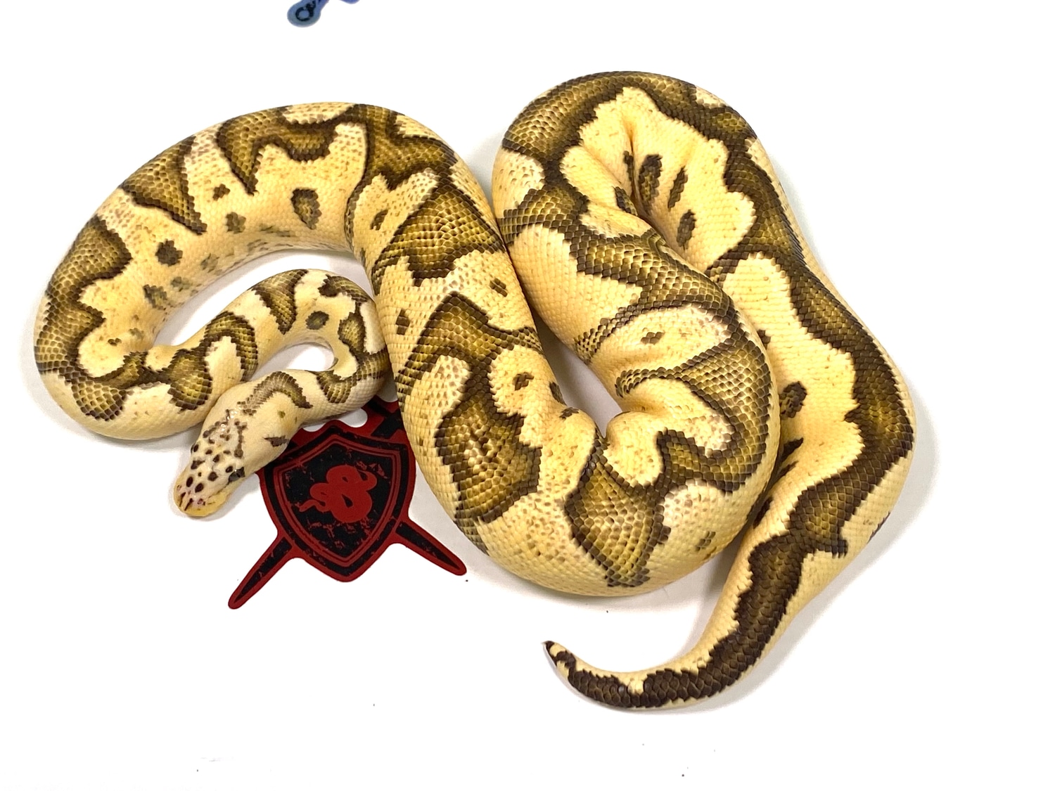 Fire Pastel Clown Ball Python by Ectothermic Dungeon - MorphMarket