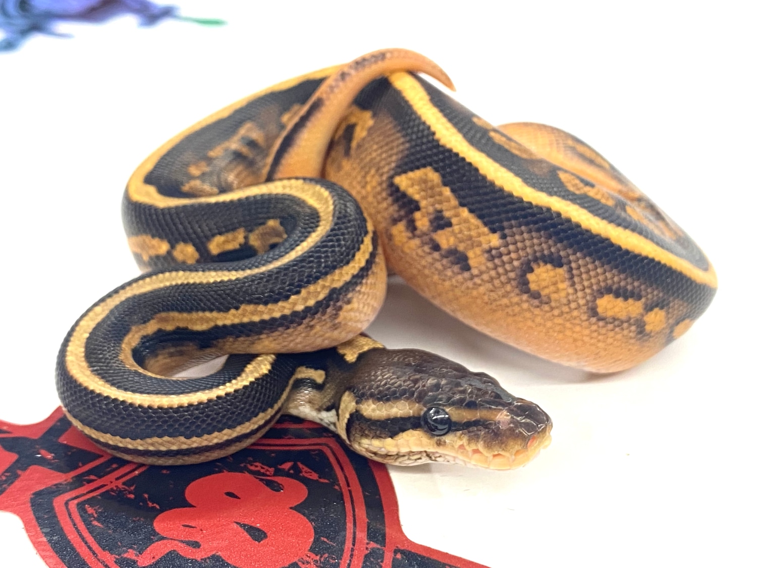 Black Pastel Orange Dream Leopard YB 100% Het Pied Ball Python by ...