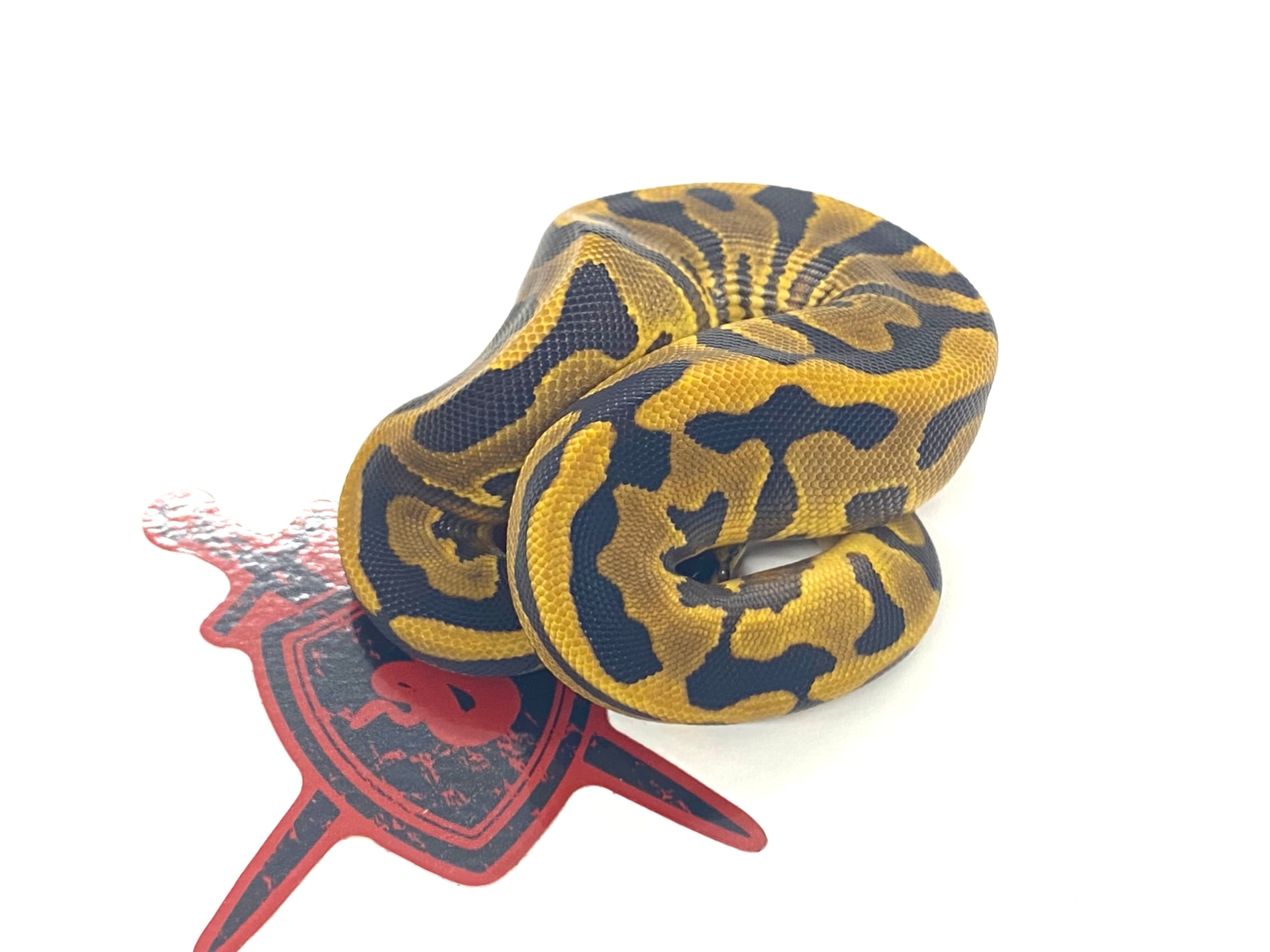 Leopard Enchi YB 100% Het Pied Ball Python by Ectothermic Dungeon ...