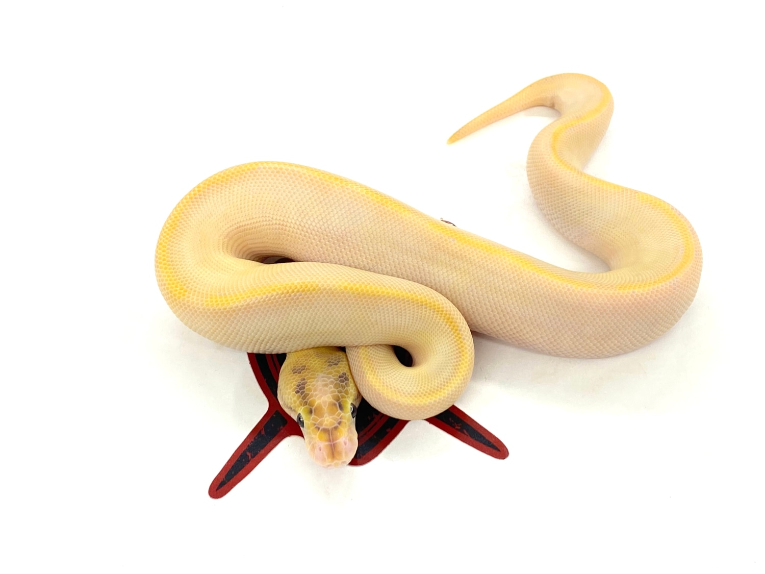 Orange Dream Enchi Ivory 100% Het Pied Ball Python by Ectothermic ...
