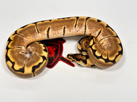 Adder Fader Spider 100% Het Clown Ball Python by Ectothermic Dungeon