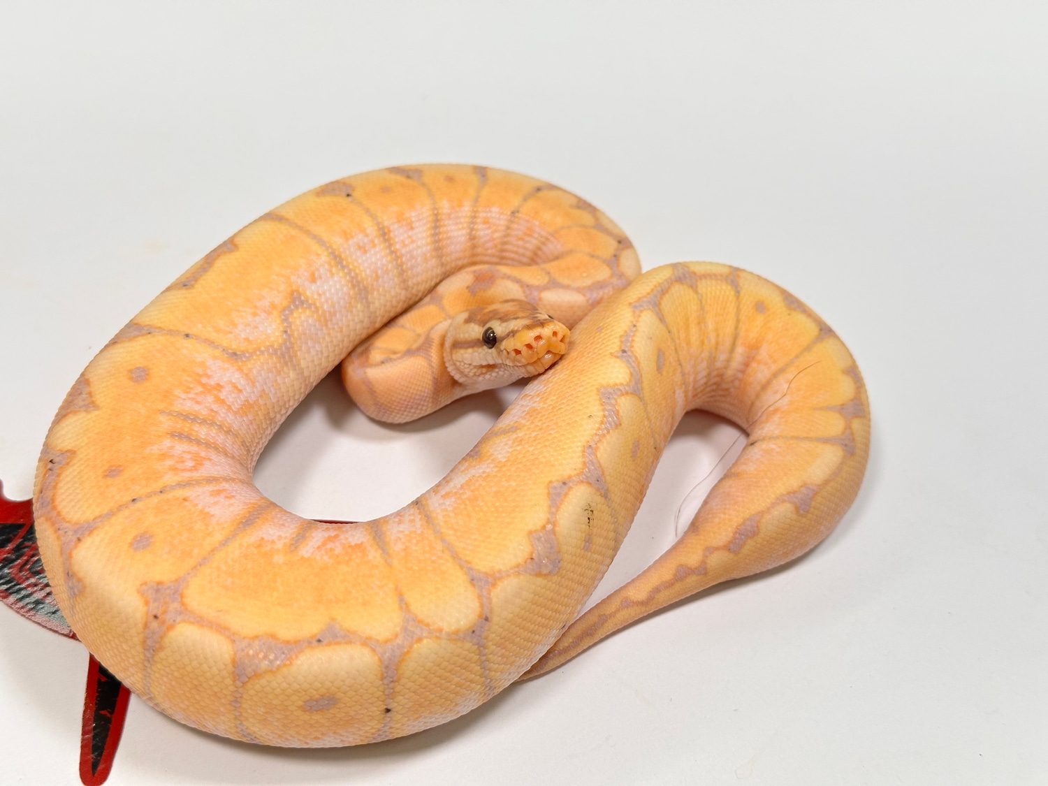 Banana Adder Spider (YB) 50% Het Ghost Ball Python by Ectothermic Dungeon - MorphMarket