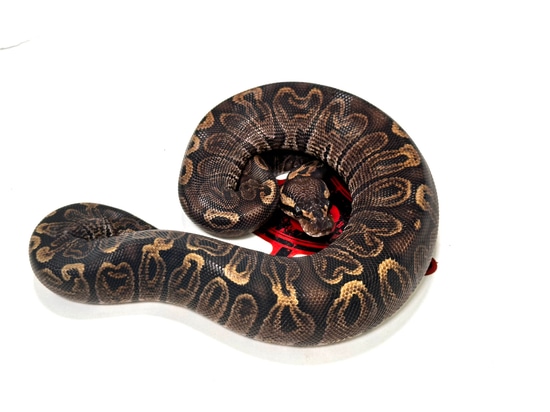 GHI Adder Ball Python by Ectothermic Dungeon