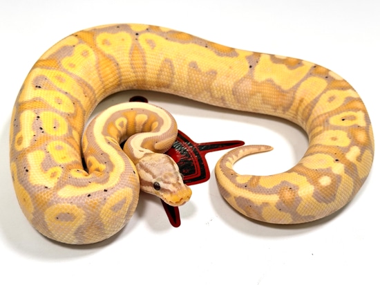Asphalt Banana Pastel 50% Het Pied Ball Python by Ectothermic Dungeon