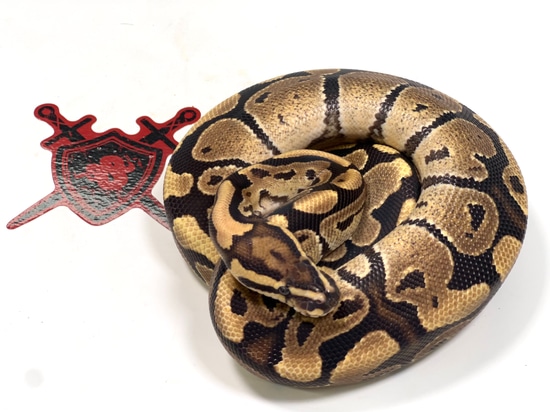 Fire H. TSK Axanthic Ball Python by Ectothermic Dungeon