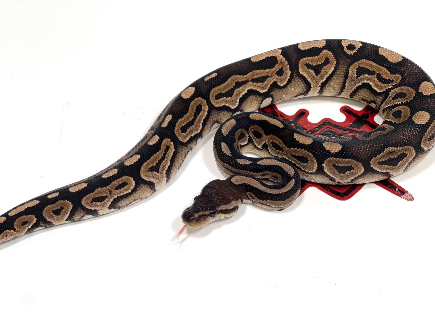Black Pastel Yellowbelly H. TSK Axanthic Ball Python by Ectothermic ...