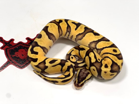 Pastel Enchi Yellowbelly H. TSK Axanthic Ball Python by Ectothermic Dungeon