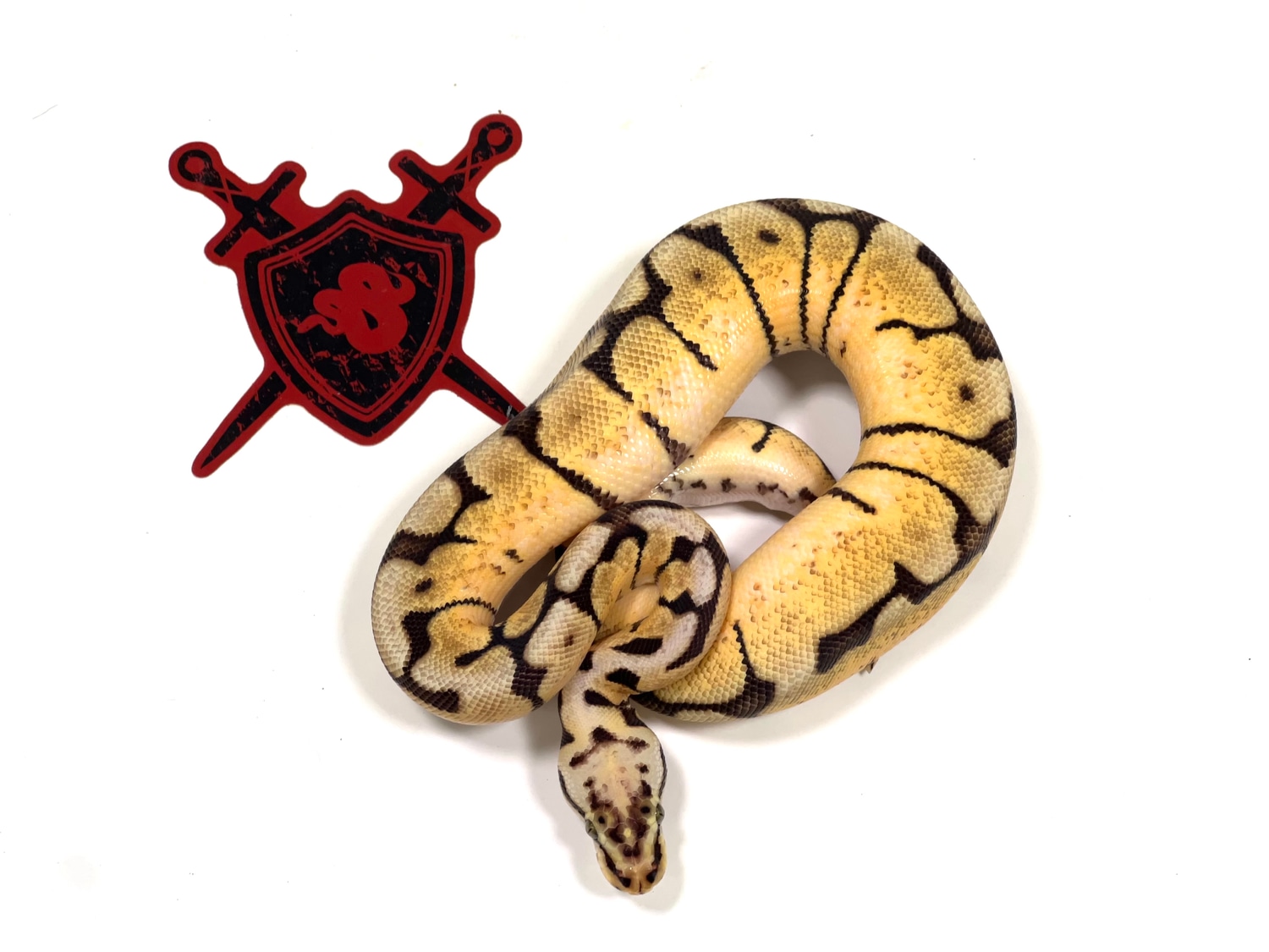 Pastel Spider Enchi H. TSK Axanthic Ball Python by Ectothermic Dungeon - MorphMarket